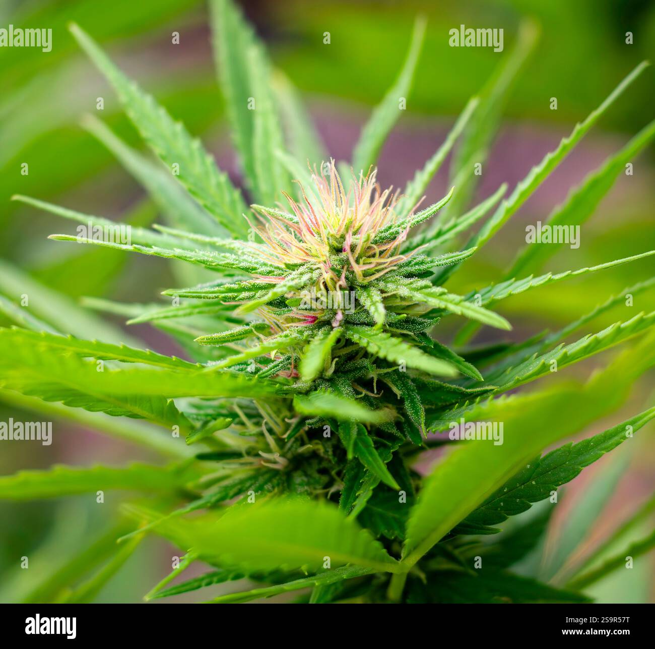 Cannabis bud marihuana plants hi-res stock photography and images - Alamy