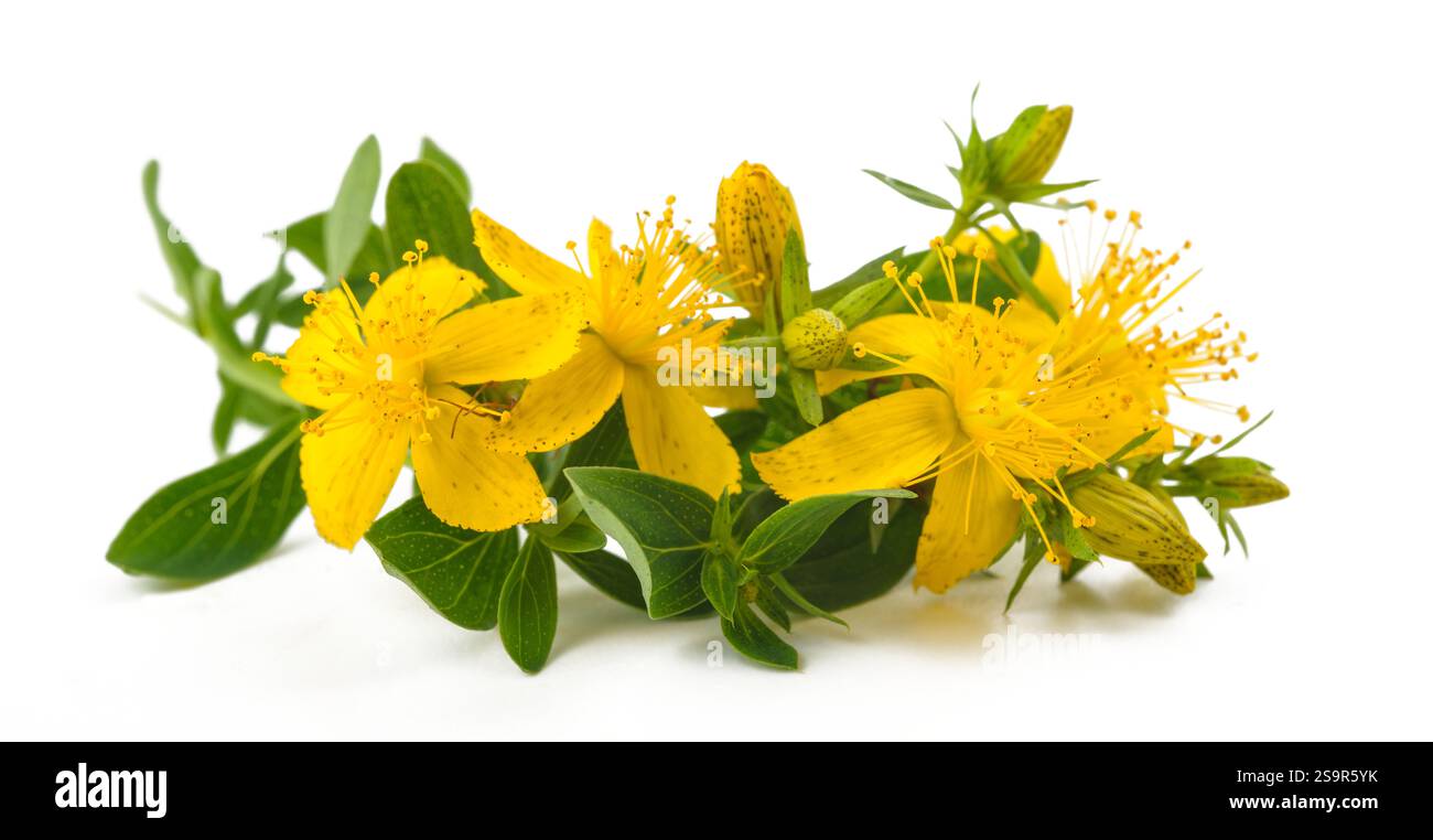 St. John's wort flowers isolated on white background Stock Photo - Alamy