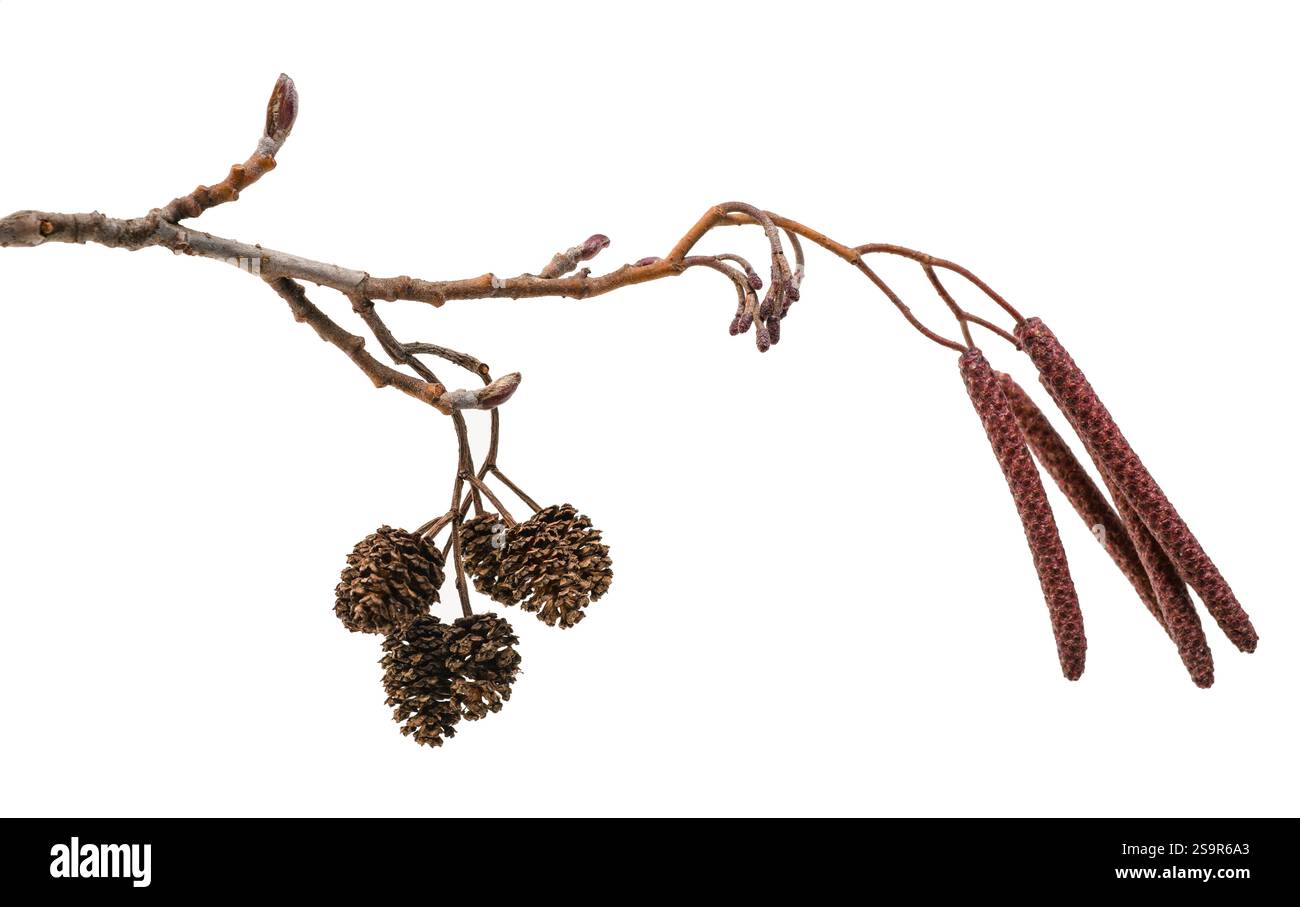Alder tree hi-res stock photography and images - Alamy