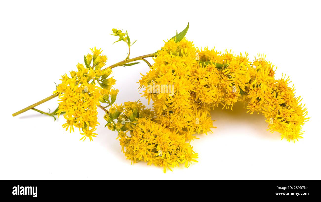 Goldenrod flowers isolated on white background Stock Photo - Alamy