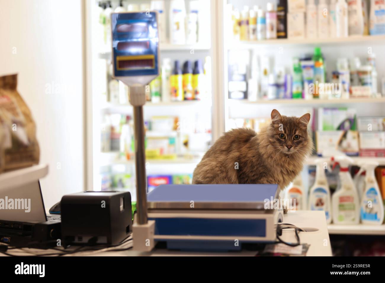 Adorable cat on counter in pet shop. Space for text Stock Photo - Alamy