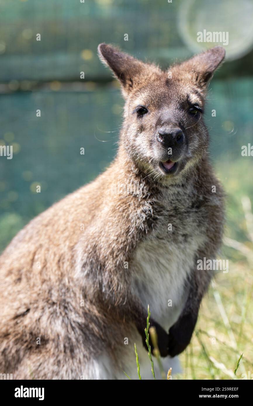 Cute fluffy wallaby in the park. Marsupial mammals. Australia Stock ...