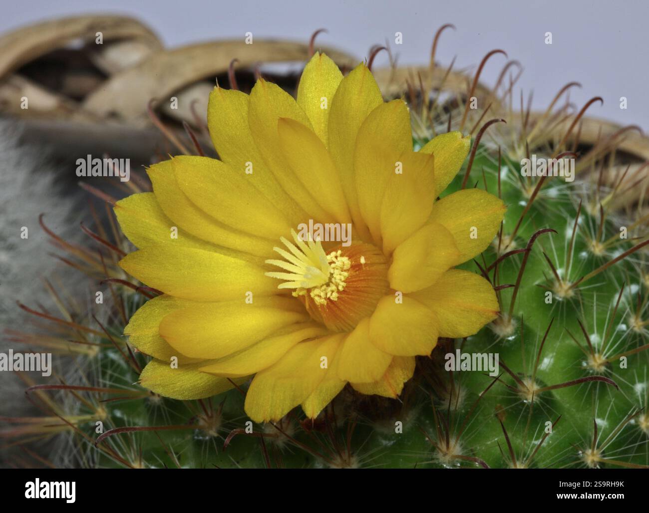 House plant with flower hi-res stock photography and images - Alamy