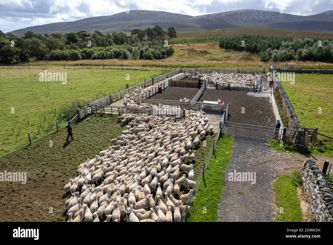 Shepherds sorting sheep in pens at Braemore in the Scottish Highlands ...