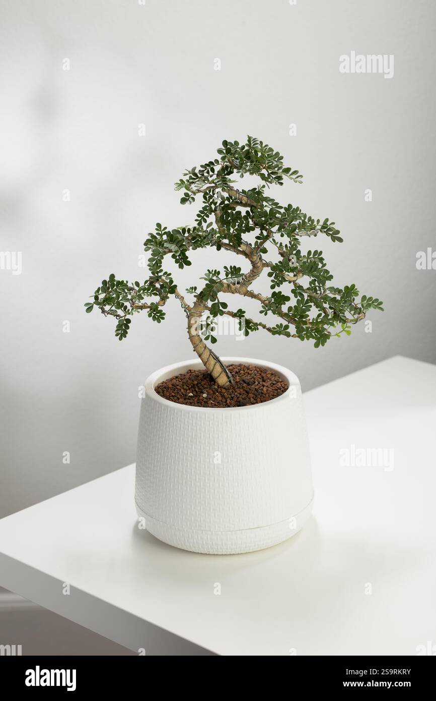The Feroniella lucida (Scheff.) Swingle bonsai, elegantly displayed in ...