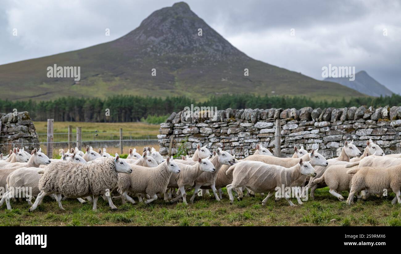 Flock of North Country Cheviot sheep in sheepfolds near Braemore in the ...