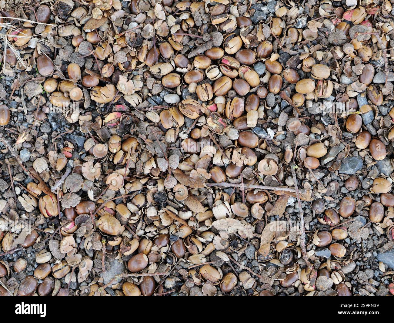 Acorns on the forest floor create an aesthetically pleasing natural ...