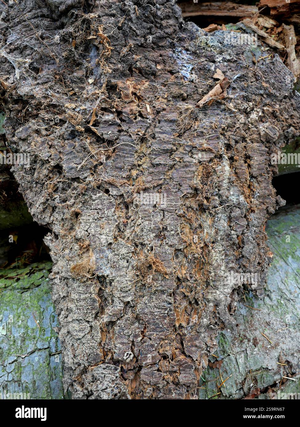 The bark with bark beetle infestation, a testimony to the natural ...