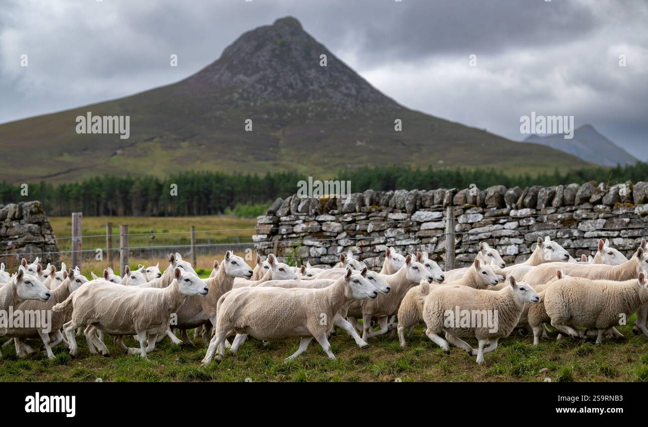 Flock of North Country Cheviot sheep in sheepfolds near Braemore in the ...