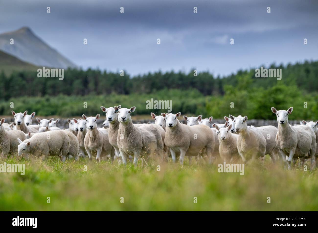 Flock of North Country Cheviot sheep in sheepfolds near Braemore in the ...