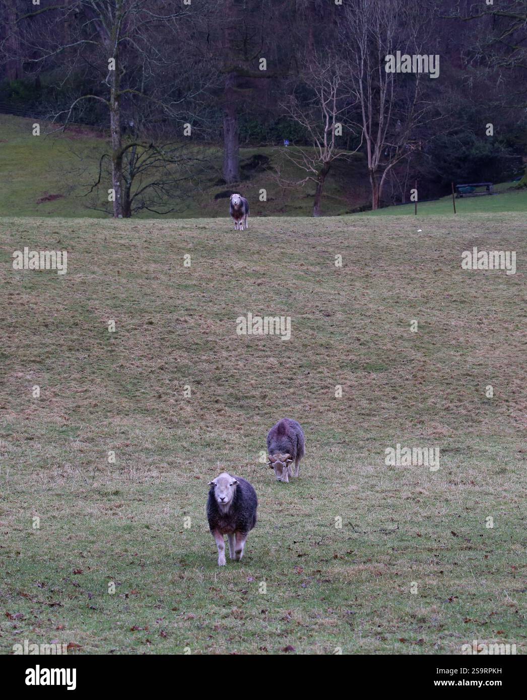 Three Herdwick Sheep Stock Photo - Alamy