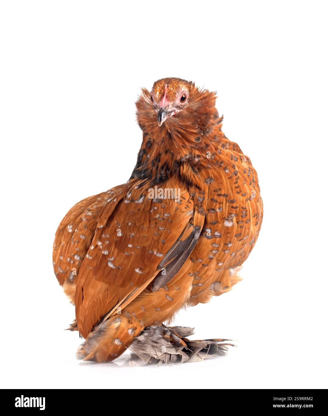 everberg barbu in front of white background Stock Photo - Alamy