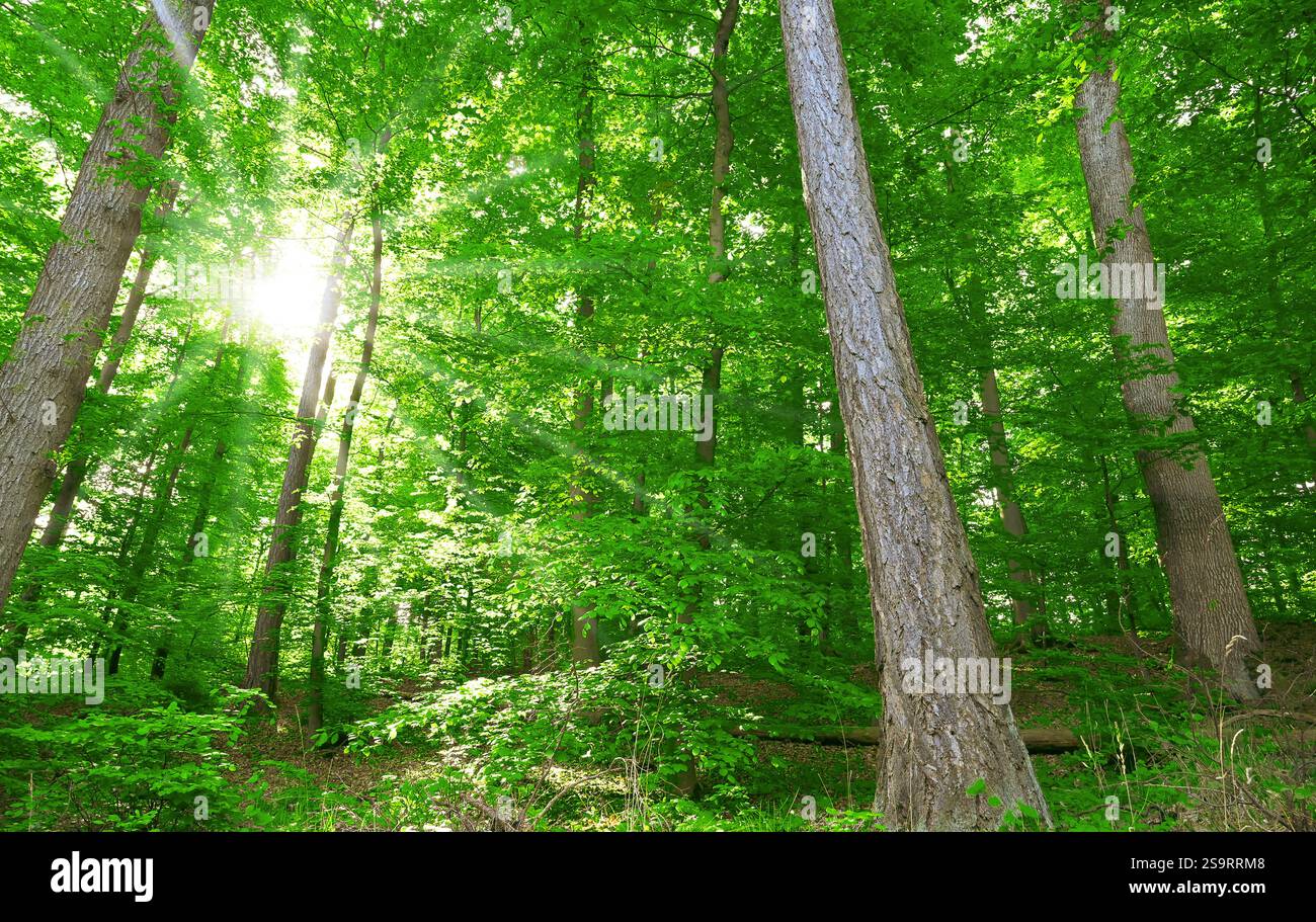 Green natural environmental forest with sunlight between trees Stock ...