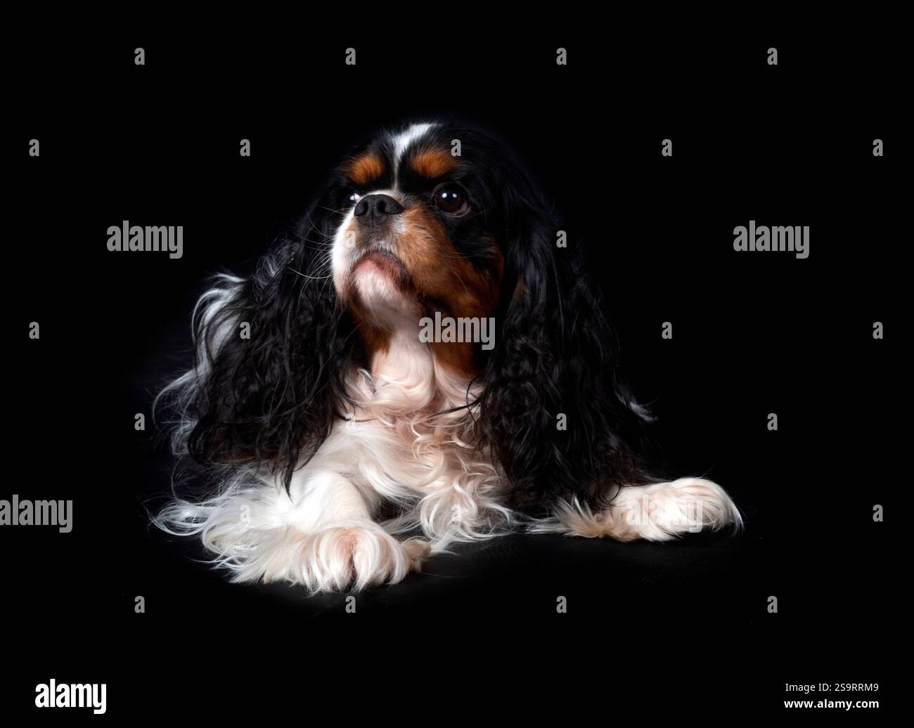 cavalier king charles in front of black background Stock Photo - Alamy