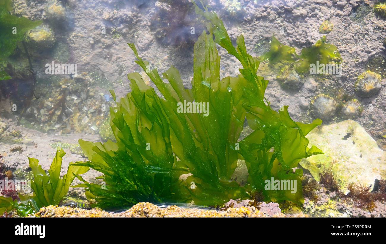 Underwater green algea in atlantic ocean or aquarium Stock Photo - Alamy
