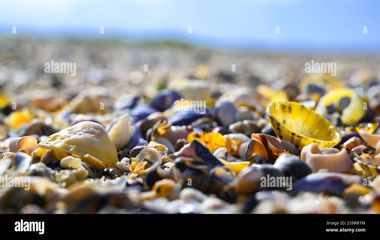 Shells and mussels as a colorful background on atlantic beach and ocean ...
