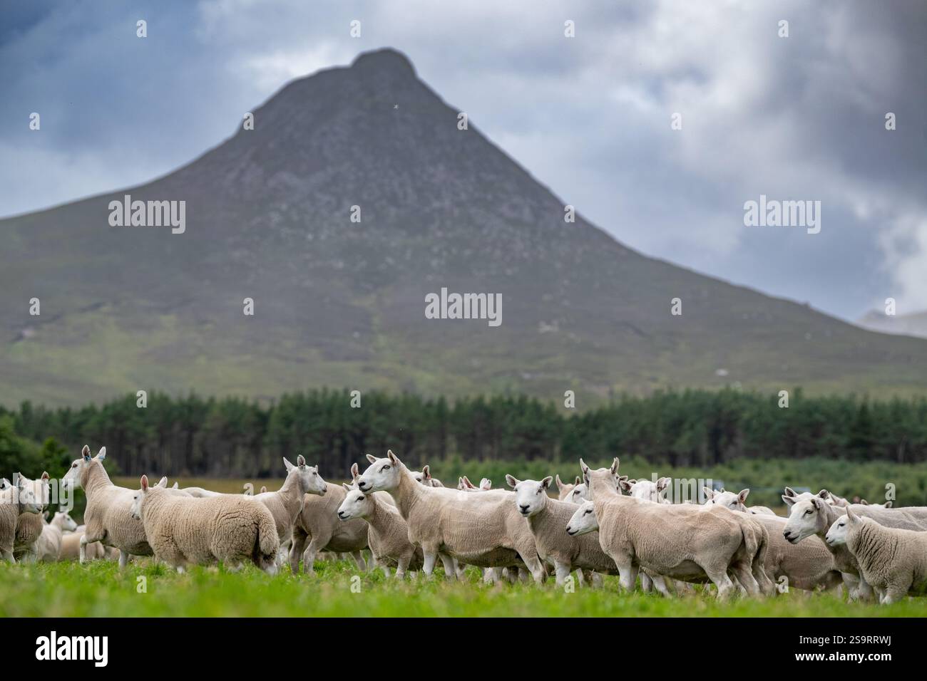 Flock of North Country Cheviot sheep in sheepfolds near Braemore in the ...