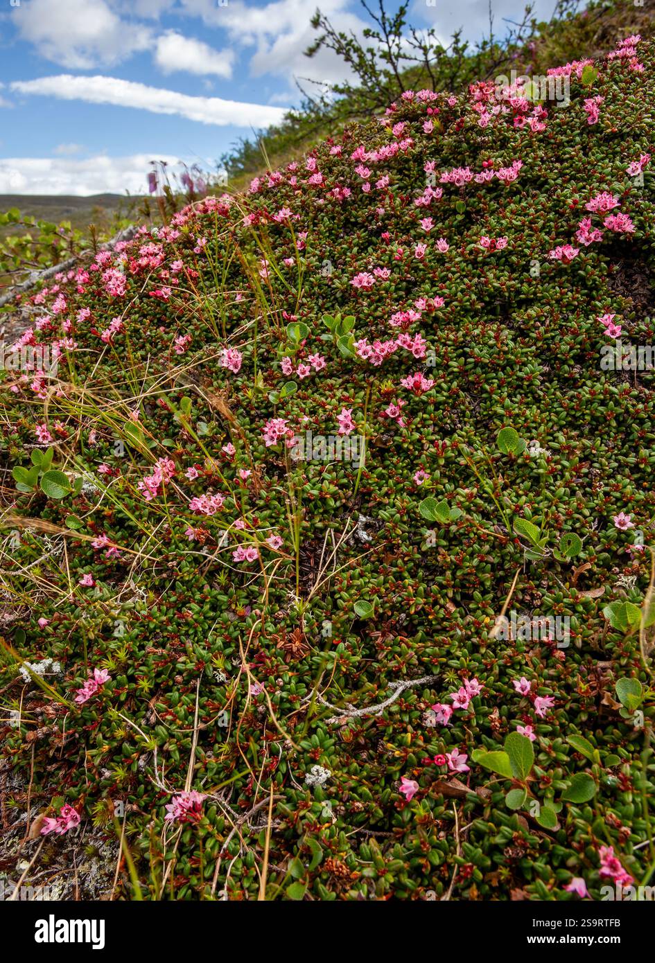 Alpine azalea flowering Stock Photo - Alamy