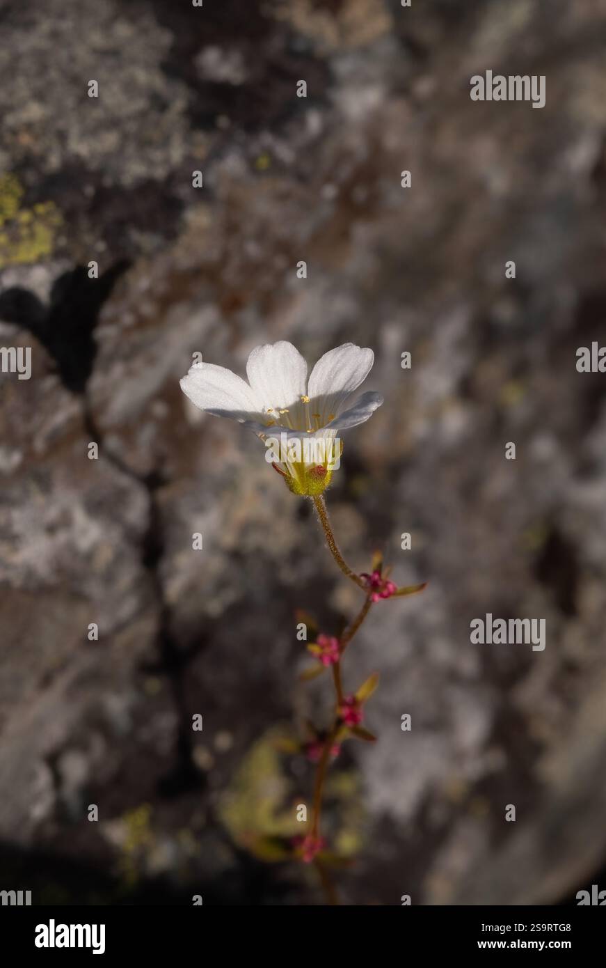 Drooping saxifrage flower Stock Photo - Alamy
