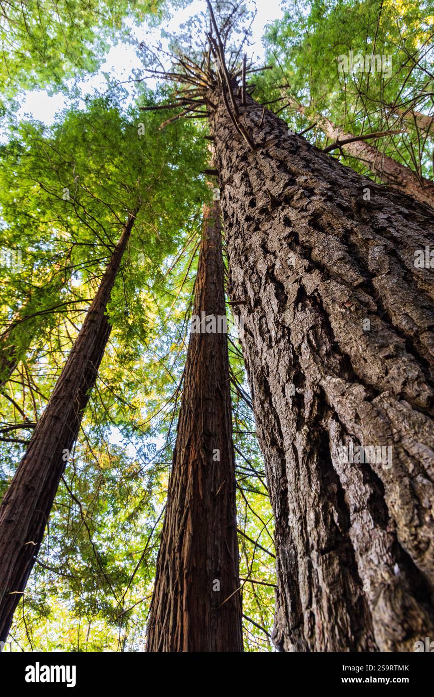 Towering trunks of sequoias and their green canopies. Sequoias of Monte ...
