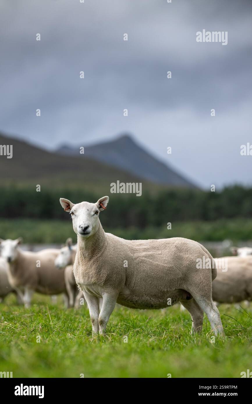 Flock of North Country Cheviot sheep in sheepfolds near Braemore in the ...