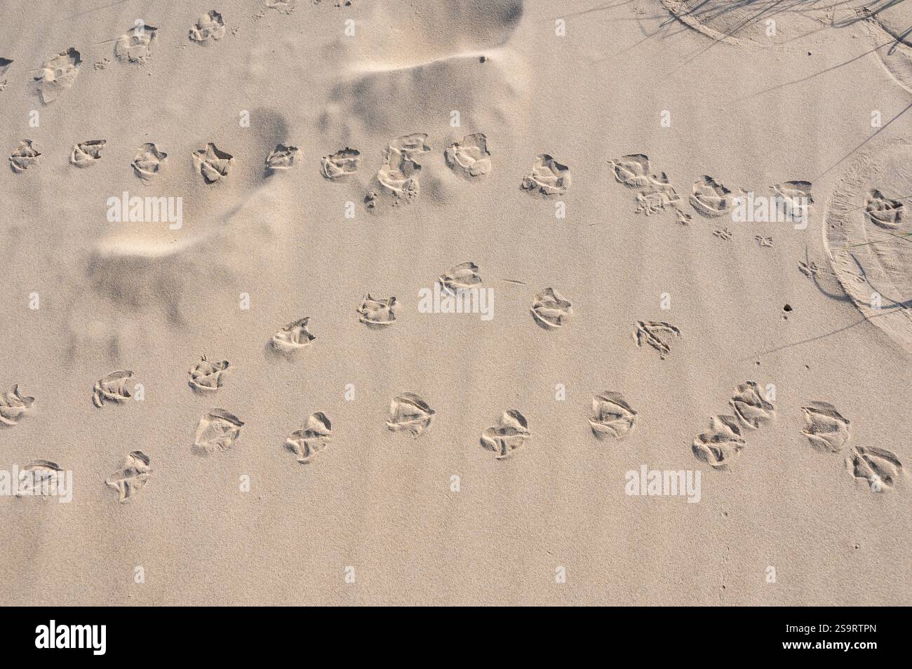 Seagull tracks sand hi-res stock photography and images - Alamy