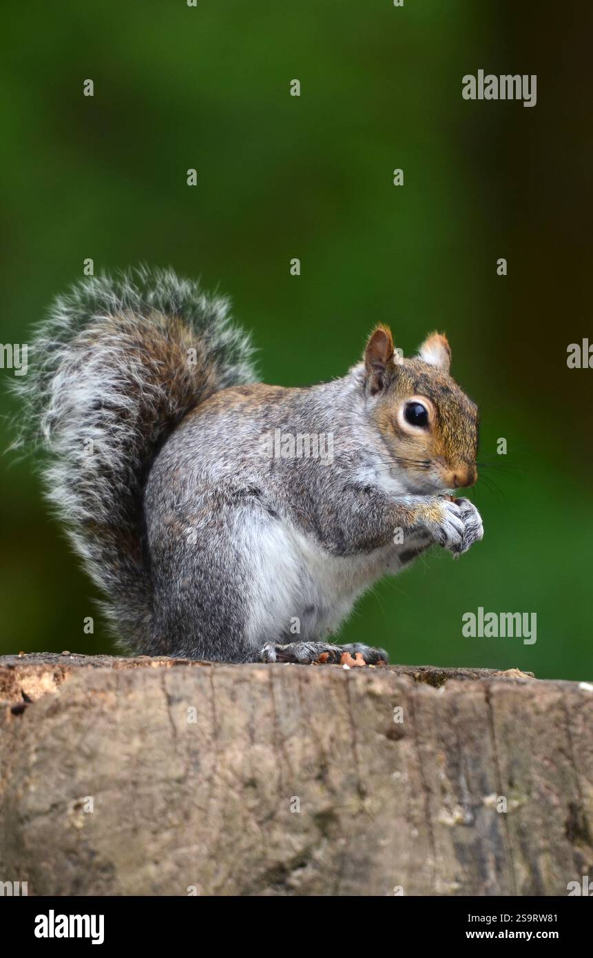 Adult grey squirrel in spring. Dorset, UK Stock Photo - Alamy