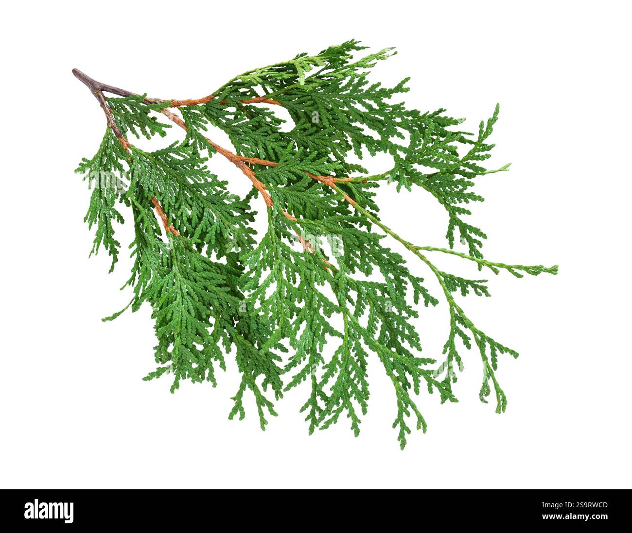 Green cedar branch isolated cutout on white Stock Photo - Alamy