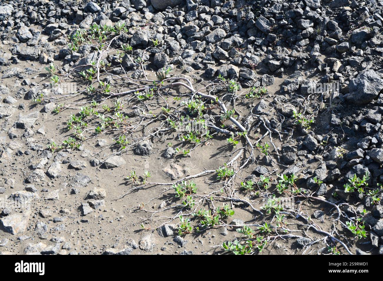 Arctic willow (Salix arctica) is a prostrate deciduous shrub native to ...