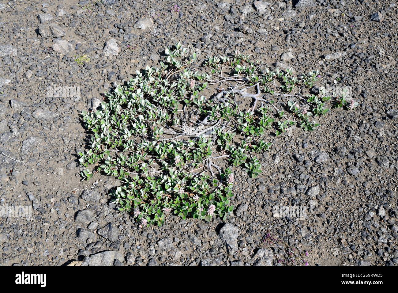 Arctic willow (Salix arctica) is a prostrate deciduous shrub native to ...