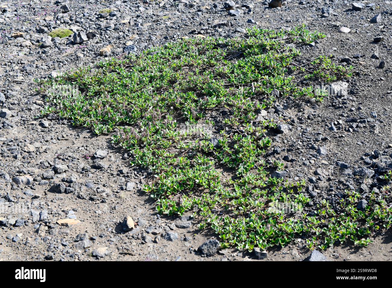 Arctic willow (Salix arctica) is a prostrate deciduous shrub native to ...