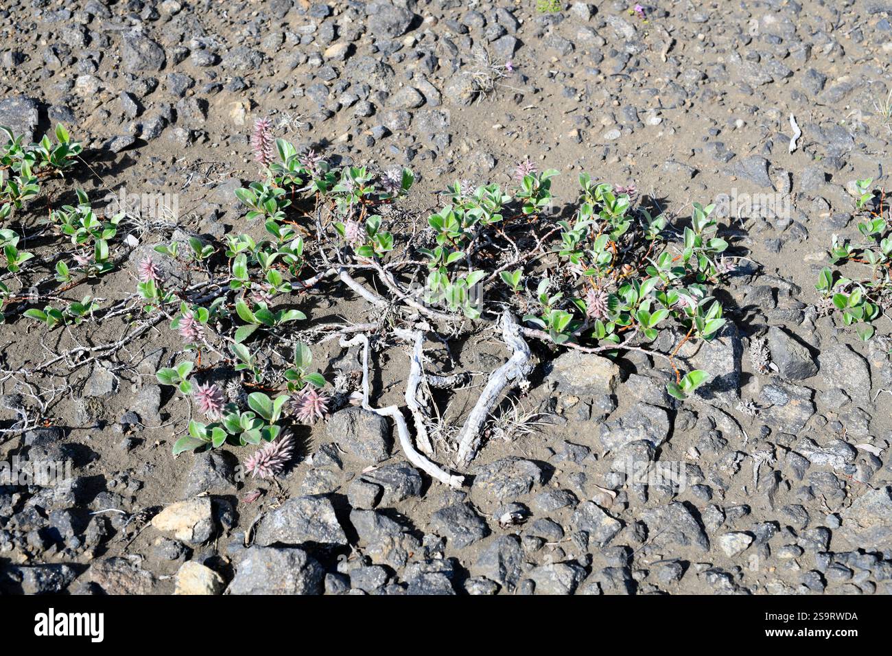 Arctic willow (Salix arctica) is a prostrate deciduous shrub native to ...