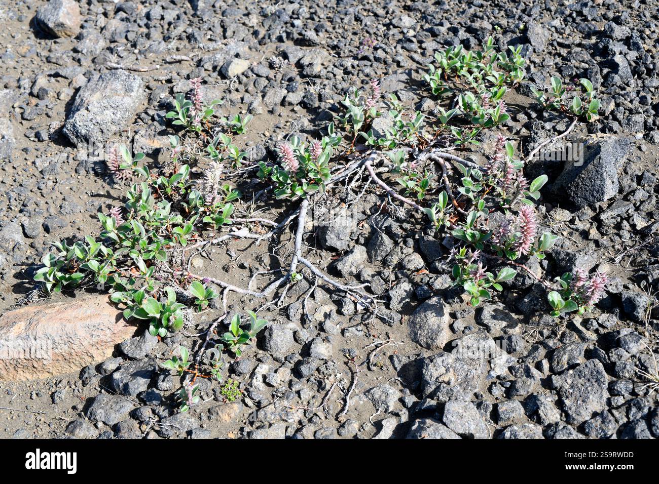 Arctic willow (Salix arctica) is a prostrate deciduous shrub native to ...