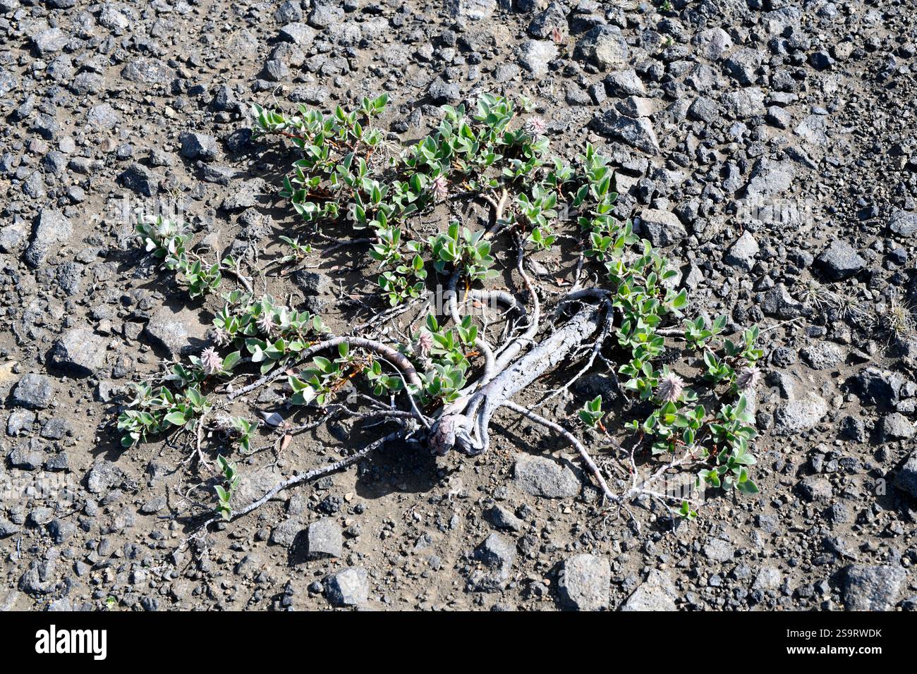 Arctic willow (Salix arctica) is a prostrate deciduous shrub native to ...