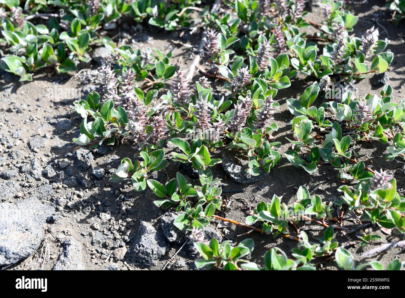Arctic willow (Salix arctica) is a prostrate deciduous shrub native to ...