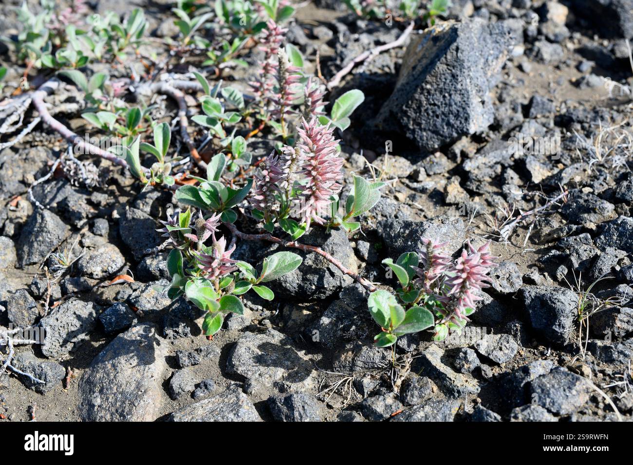 Arctic willow (Salix arctica) is a prostrate deciduous shrub native to ...
