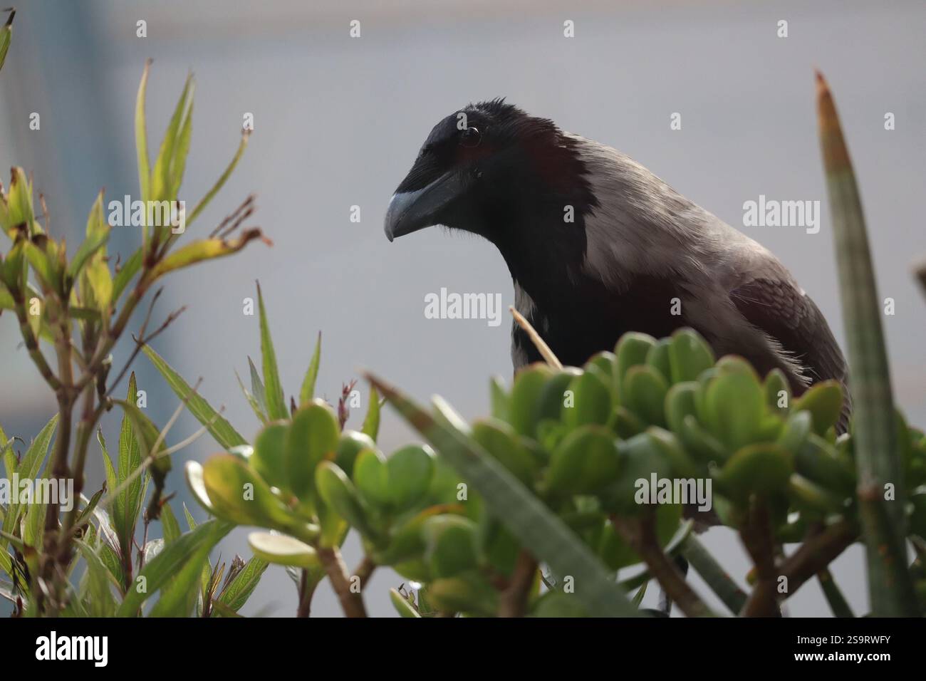 Curious raven hi-res stock photography and images - Alamy