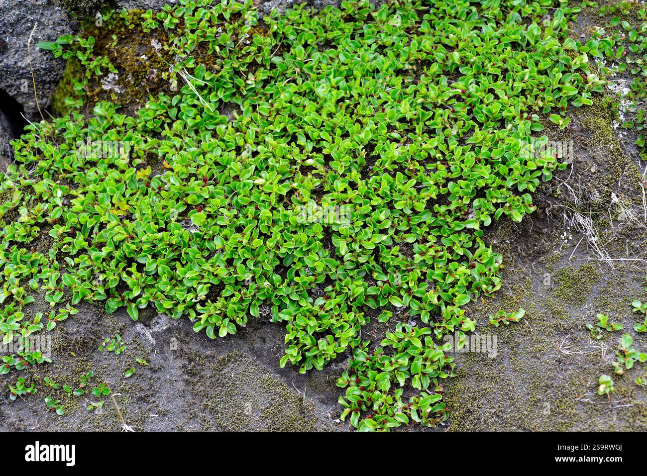 Dwarf willow (Salix herbacea) is a small prostrate shrub native to ...