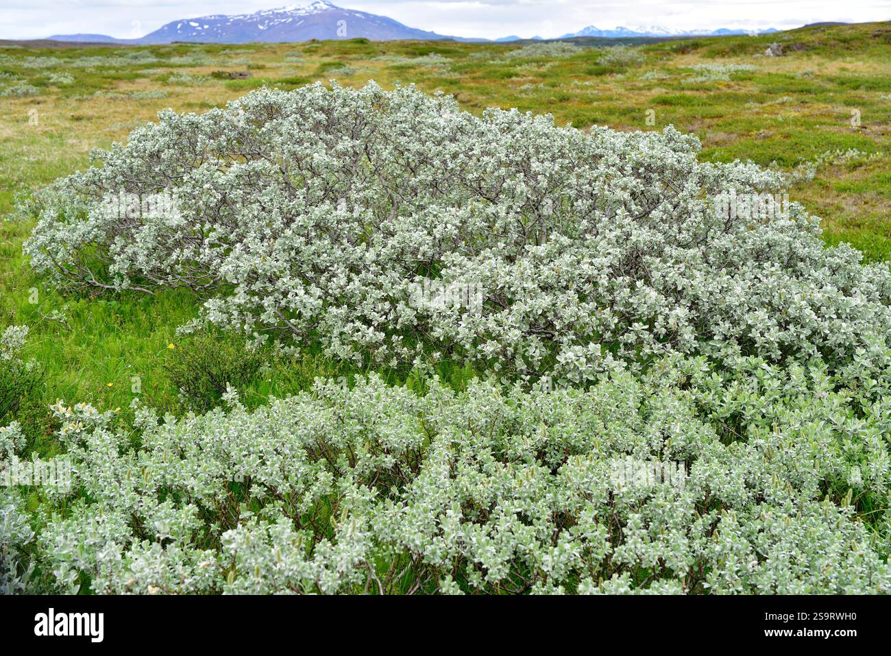 Woolly willow (Salix lanata) is a deciduous pubescent shrub native to ...
