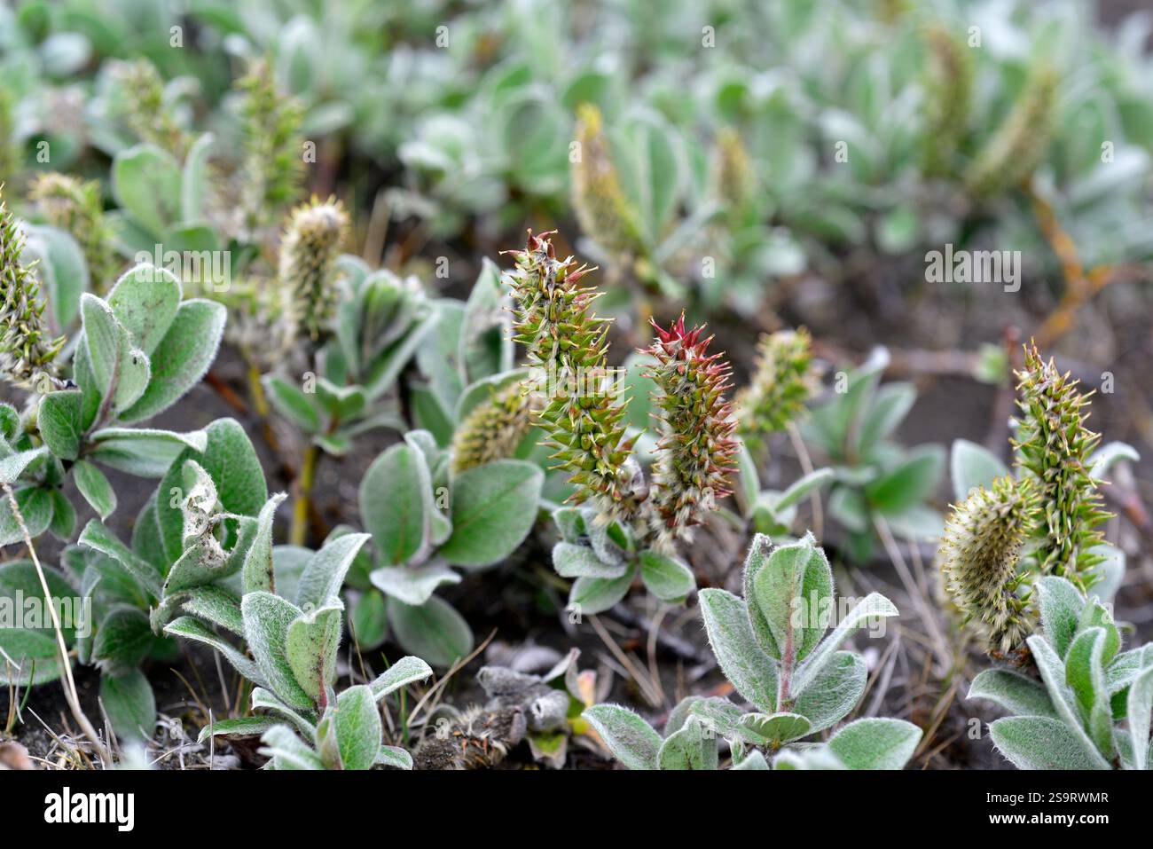 Woolly willow (Salix lanata) is a deciduous pubescent shrub native to ...