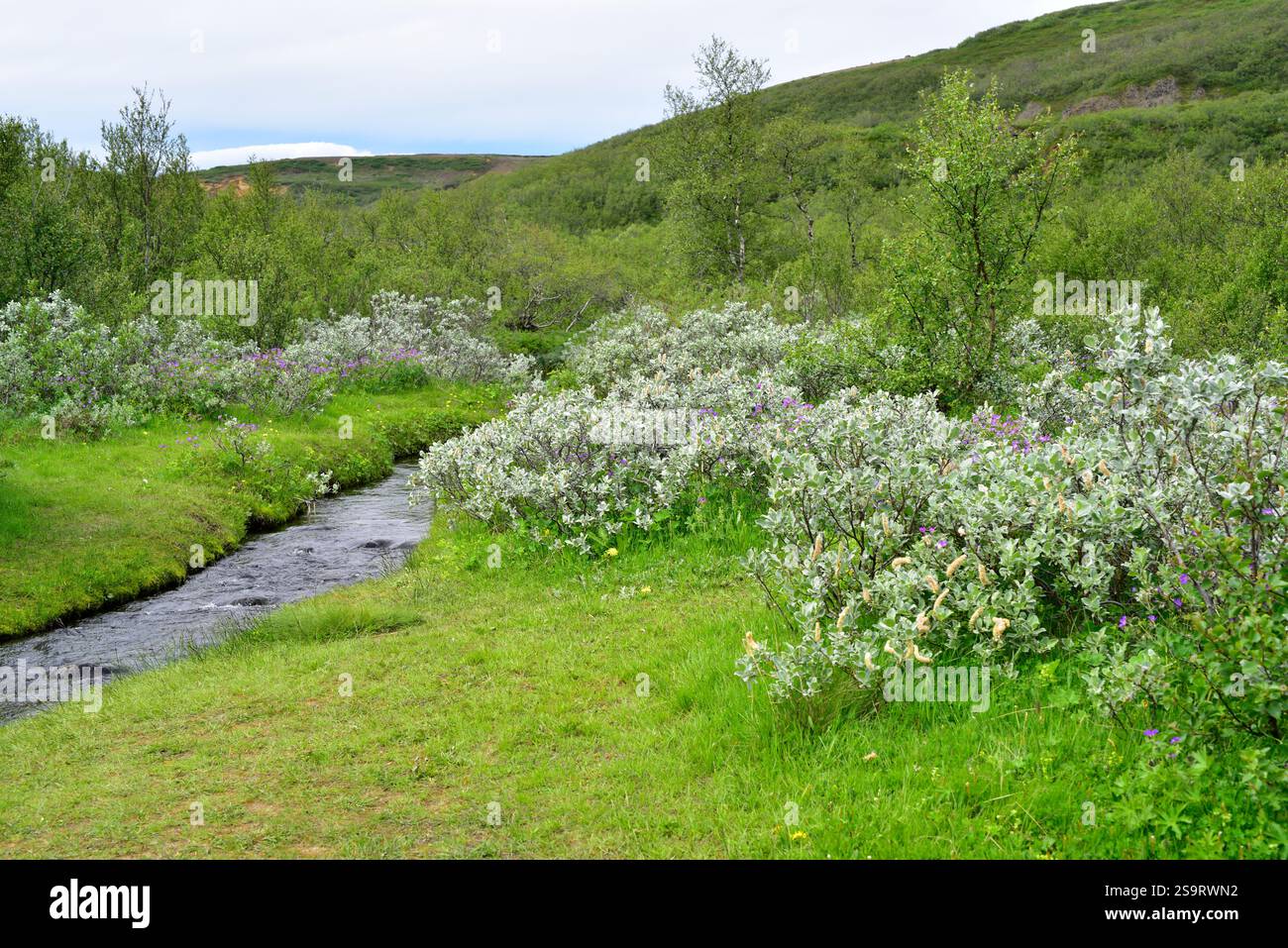 Downy willow hi-res stock photography and images - Alamy