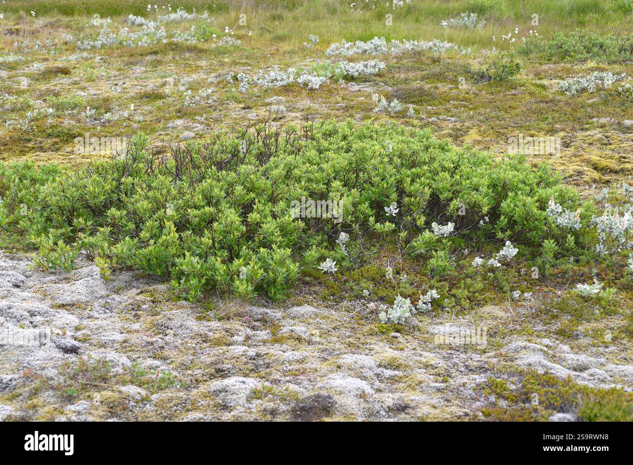 Tea-leaved willow (Salix phylicifolia) is a deciduous shrub native to ...