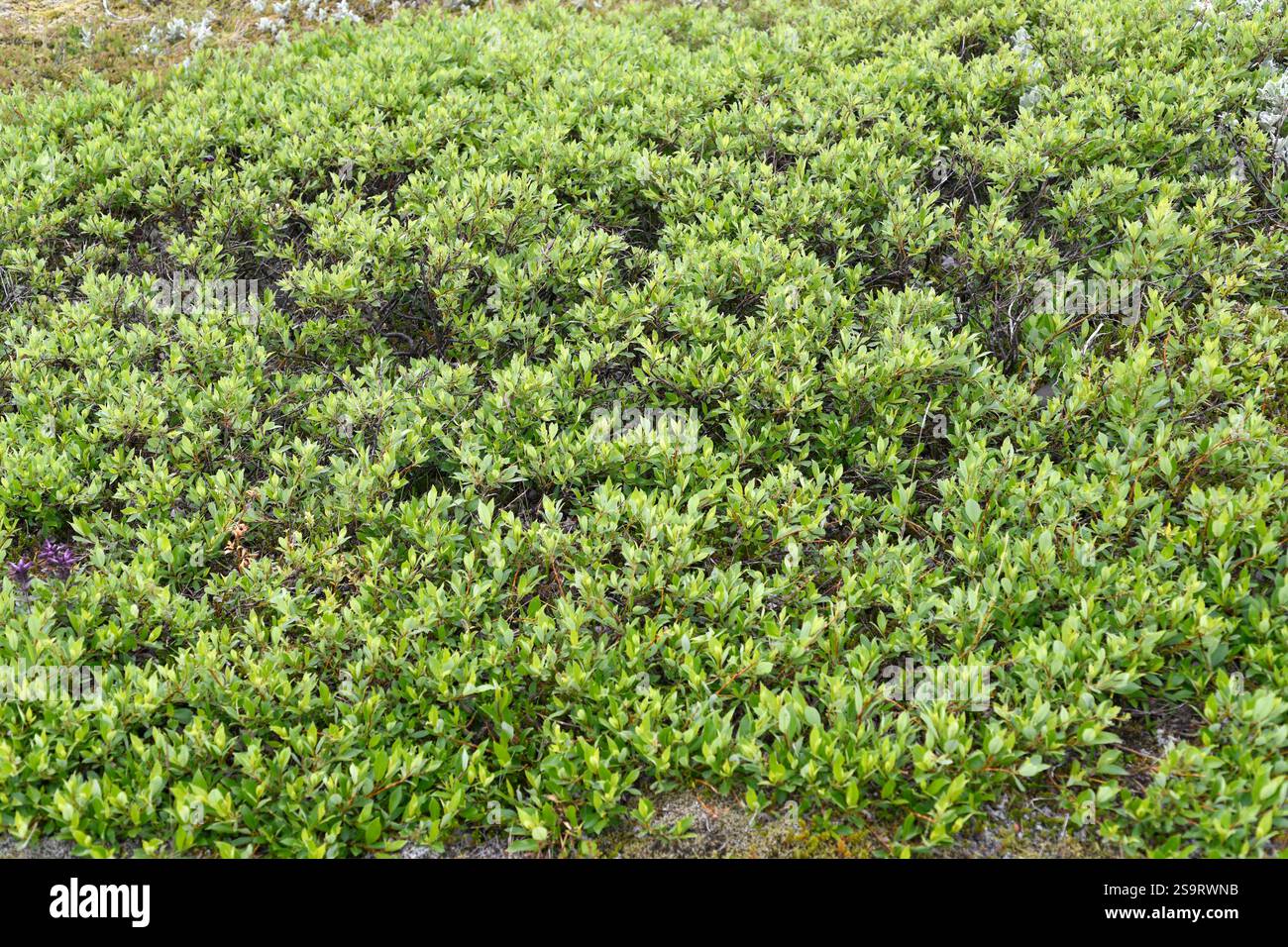 Tea-leaved willow (Salix phylicifolia) is a deciduous shrub native to ...