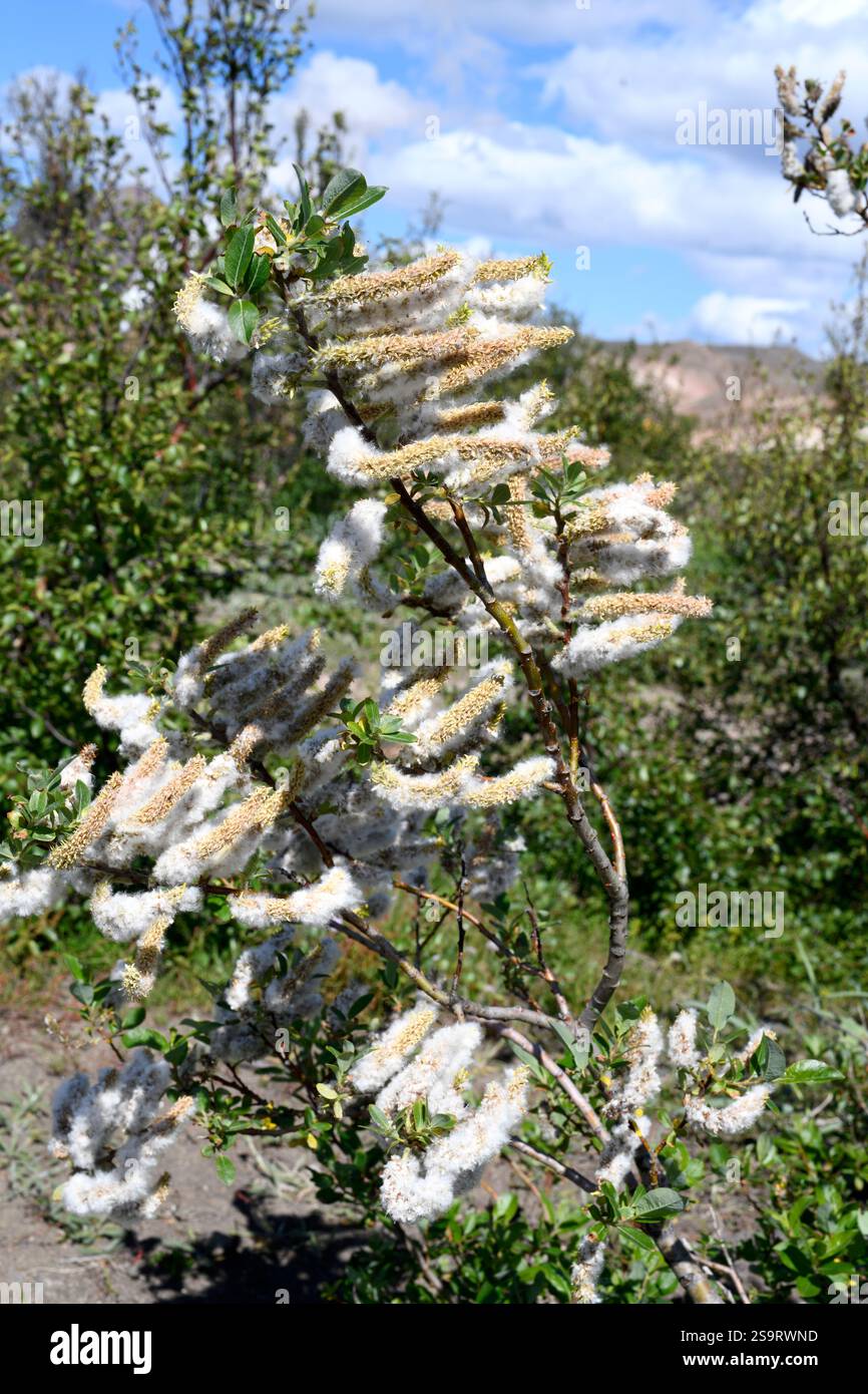 Tea-leaved willow (Salix phylicifolia) is a deciduous shrub native to ...