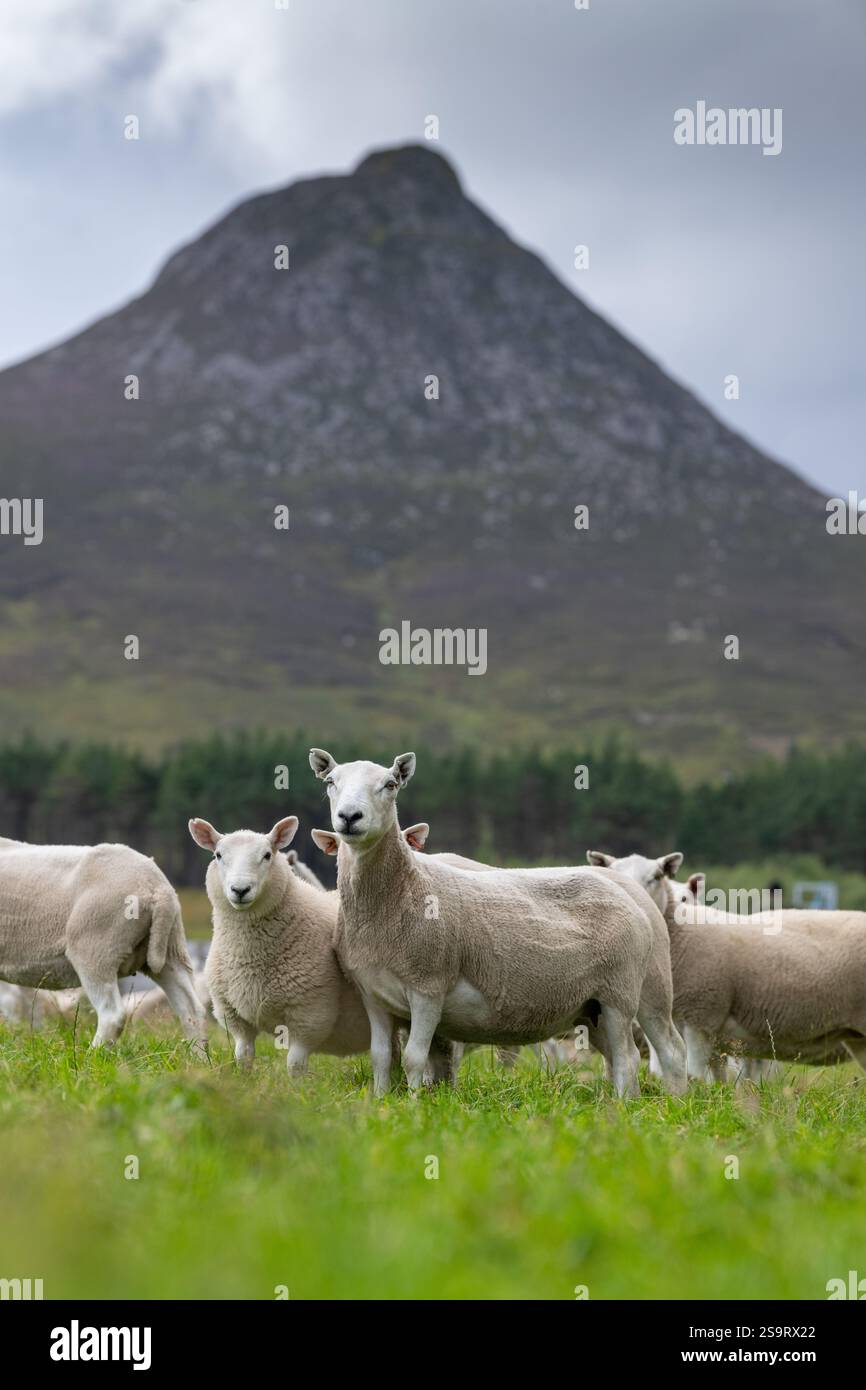 Flock of North Country Cheviot sheep in sheepfolds near Braemore in the ...