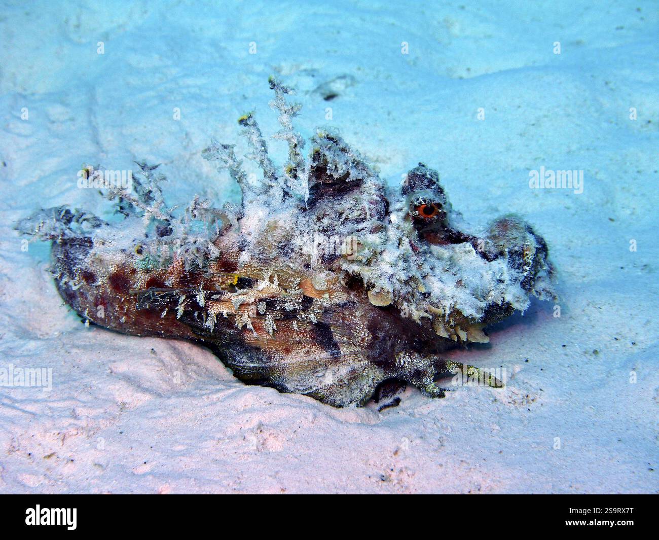 Inimicus filamentosus - filament-finned stinger Stock Photo - Alamy