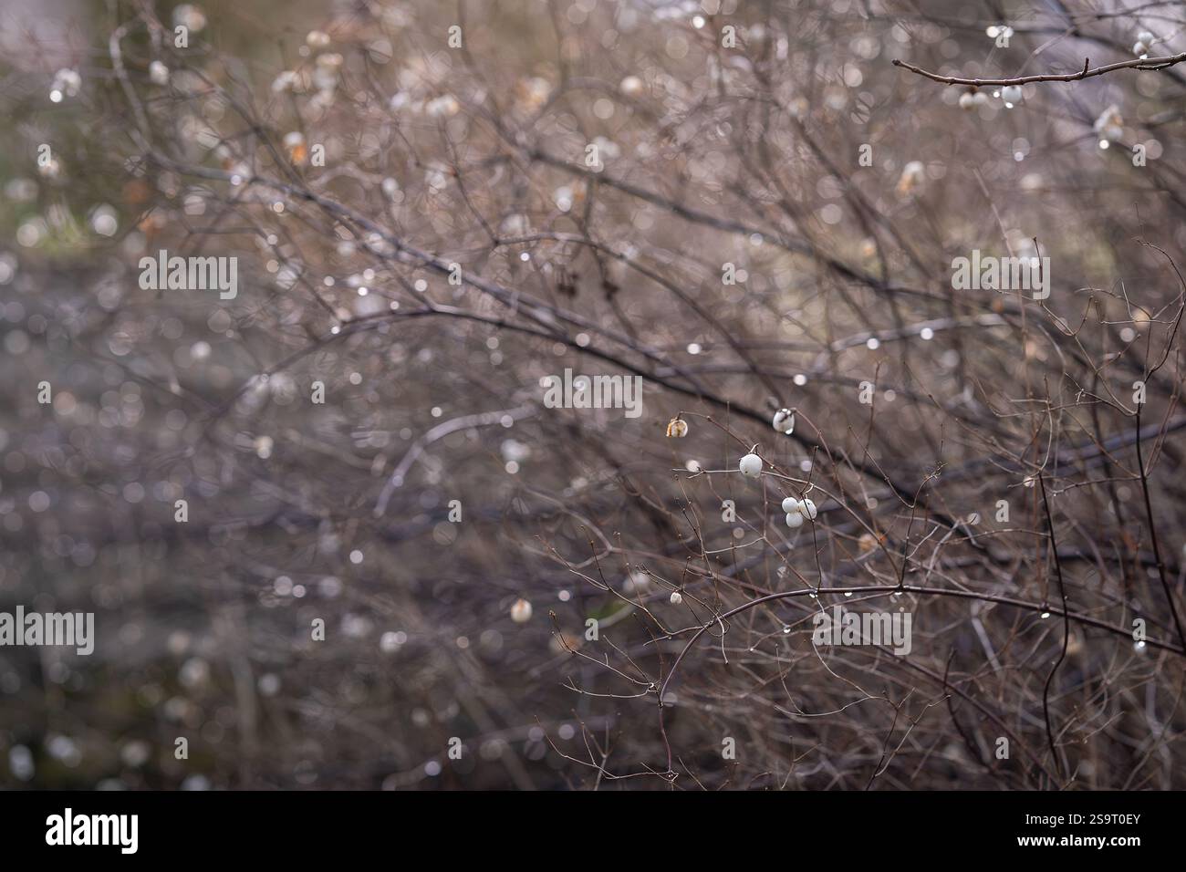 White fruits of a common snowberry (Symphoricarpos albus) hanging on a ...