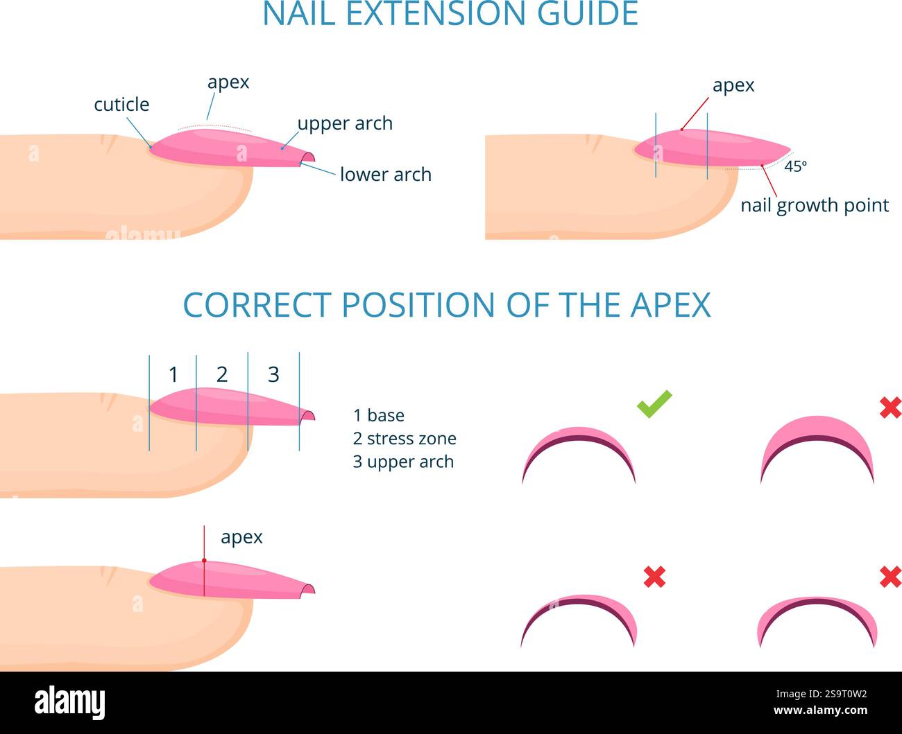 Nail extension. Professional nails maintenance manicure salon guide education diagram nail apex ...