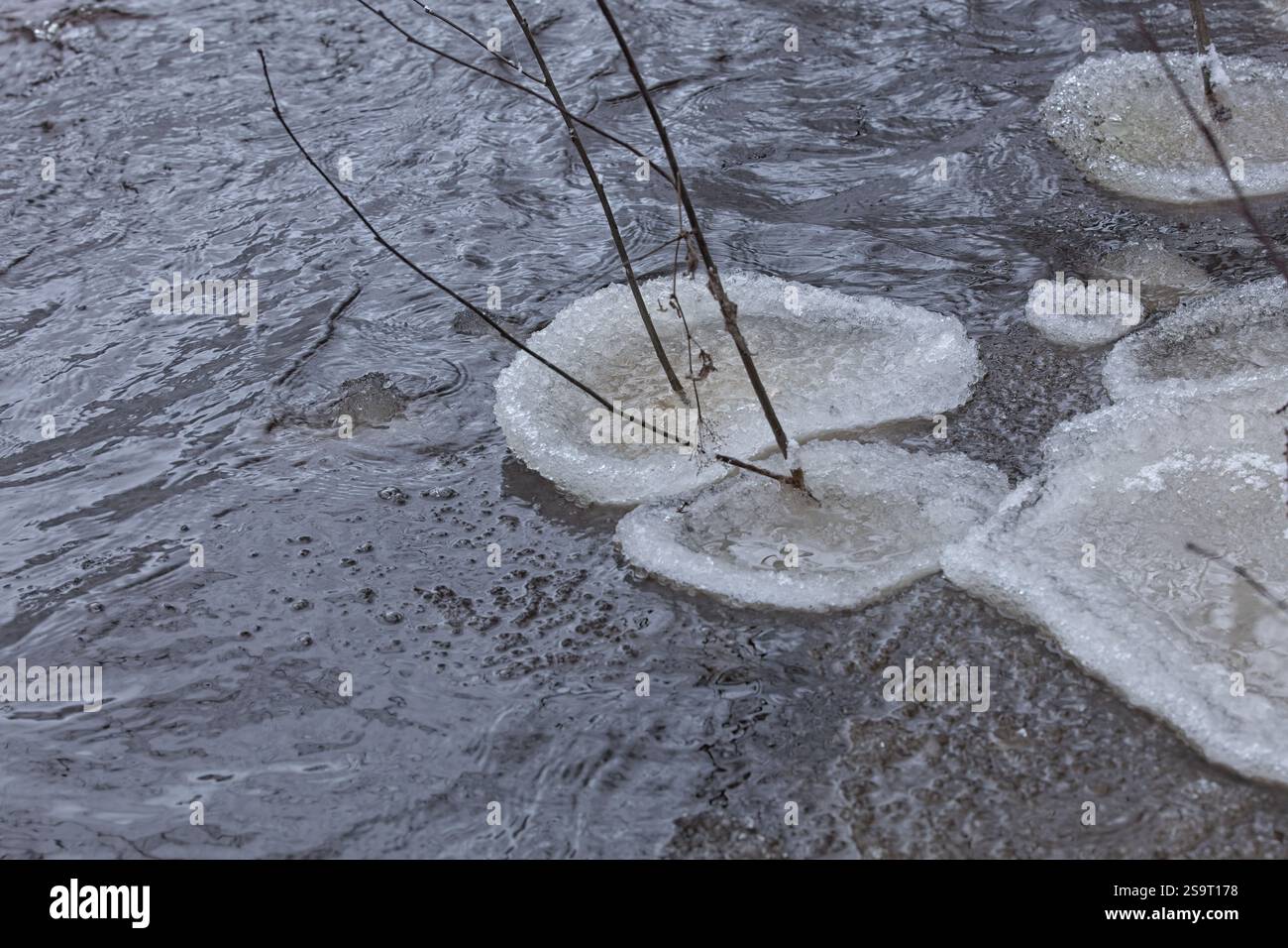 Ice rafts forming around tree branches in winter, Nukarinkoski ...