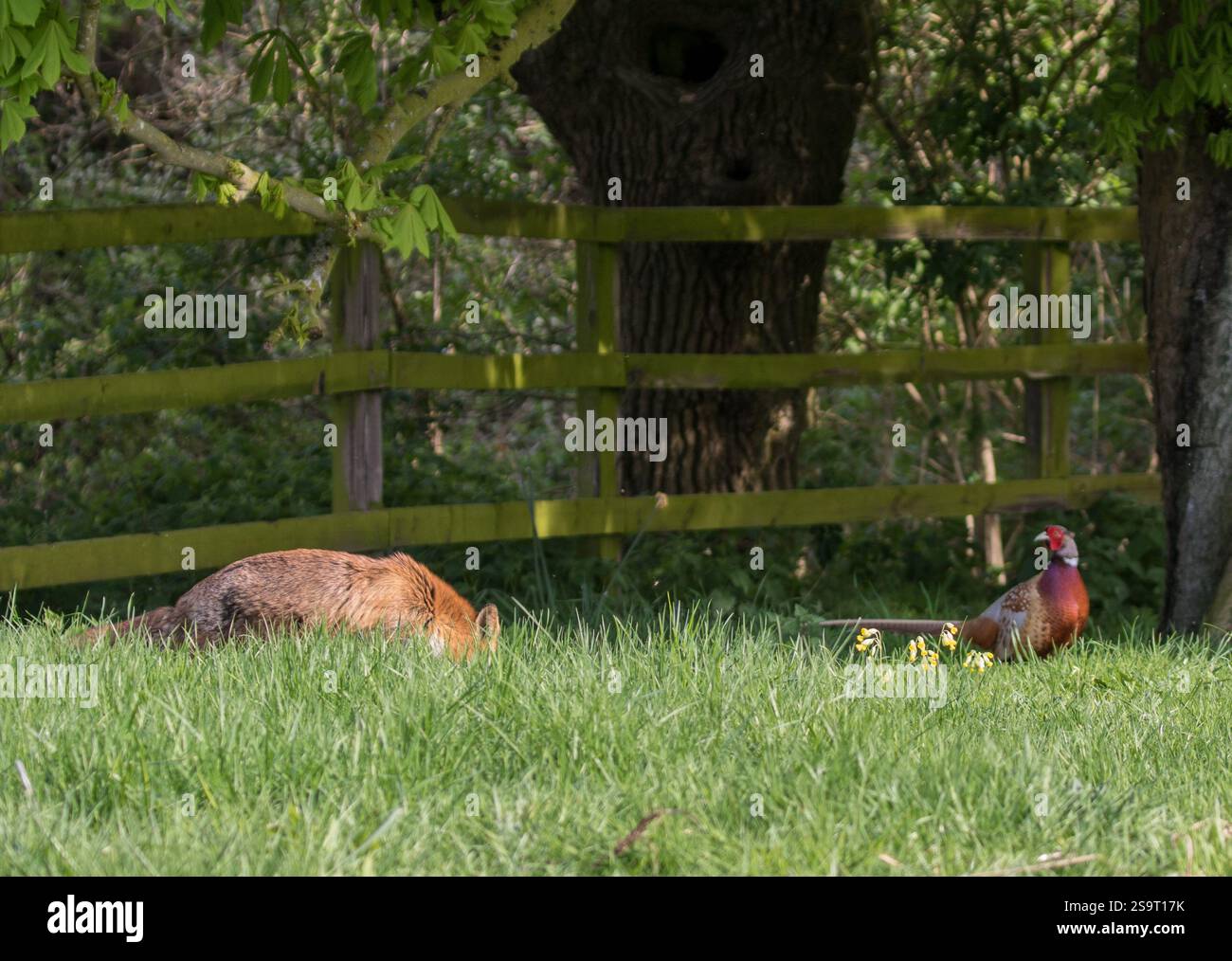 Unique shot.A Fox and Pheasant . Not a position any pheasant wants to ...